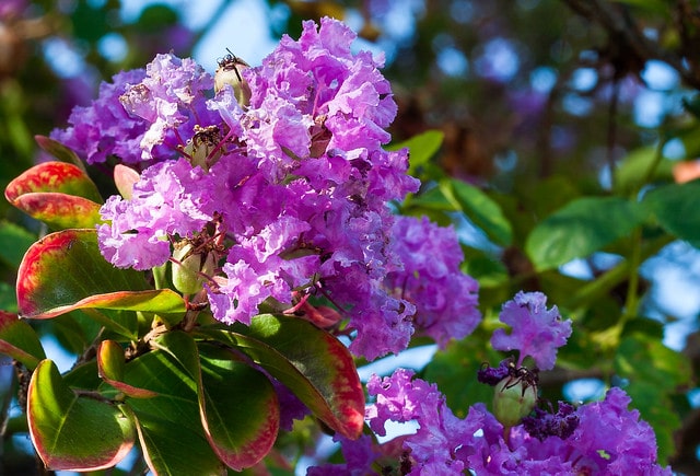 Crape Murder | Proper Crape Myrtle Pruning | Perfect Plants Nursery
