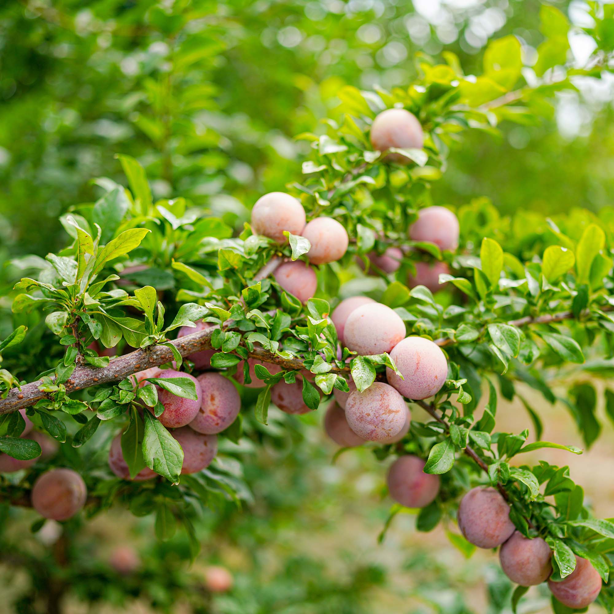 Plum Trees New In Fruit Trees | Thompson & Morgan
