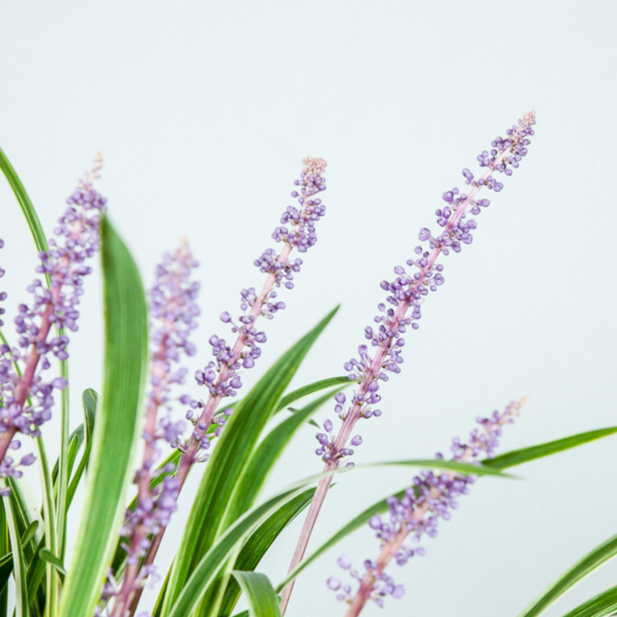 Grow Guide for Liriope Plants + Liriope Care | Perfect Plants