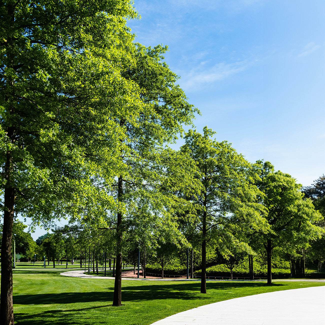 Grow Guide for Planting Evergreen Trees | Perfect Plants