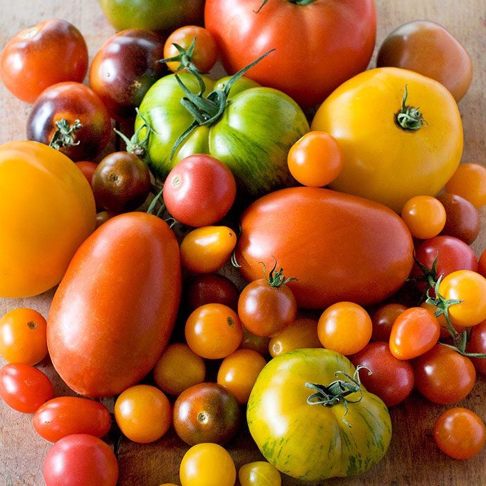 Tomato Mania! - Part 1 | Buy Plants Online | Perfect Plants