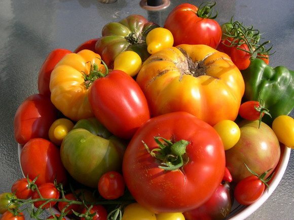Tomato-mania! Part 2 | Buy Plants Online | Perfect Plants
