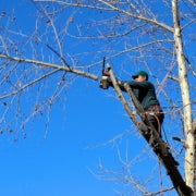 Learn How to Prune a Young River Birch Tree | Perfect Plants