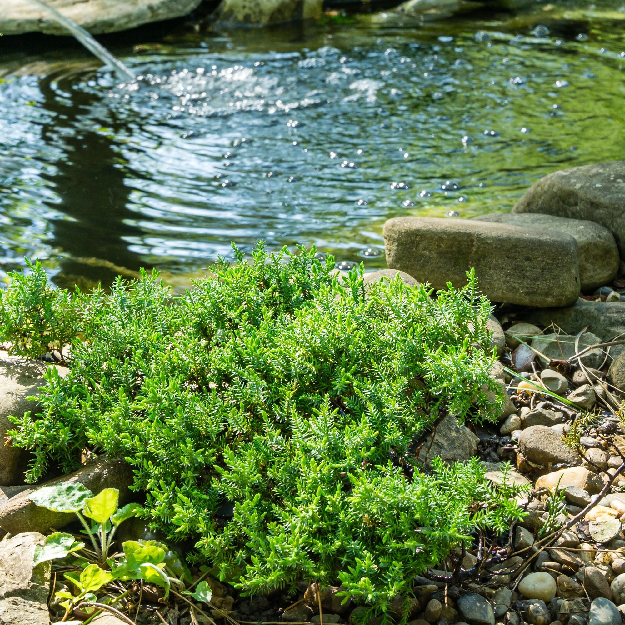 Clearance Plants for Sale | Perfect Plants