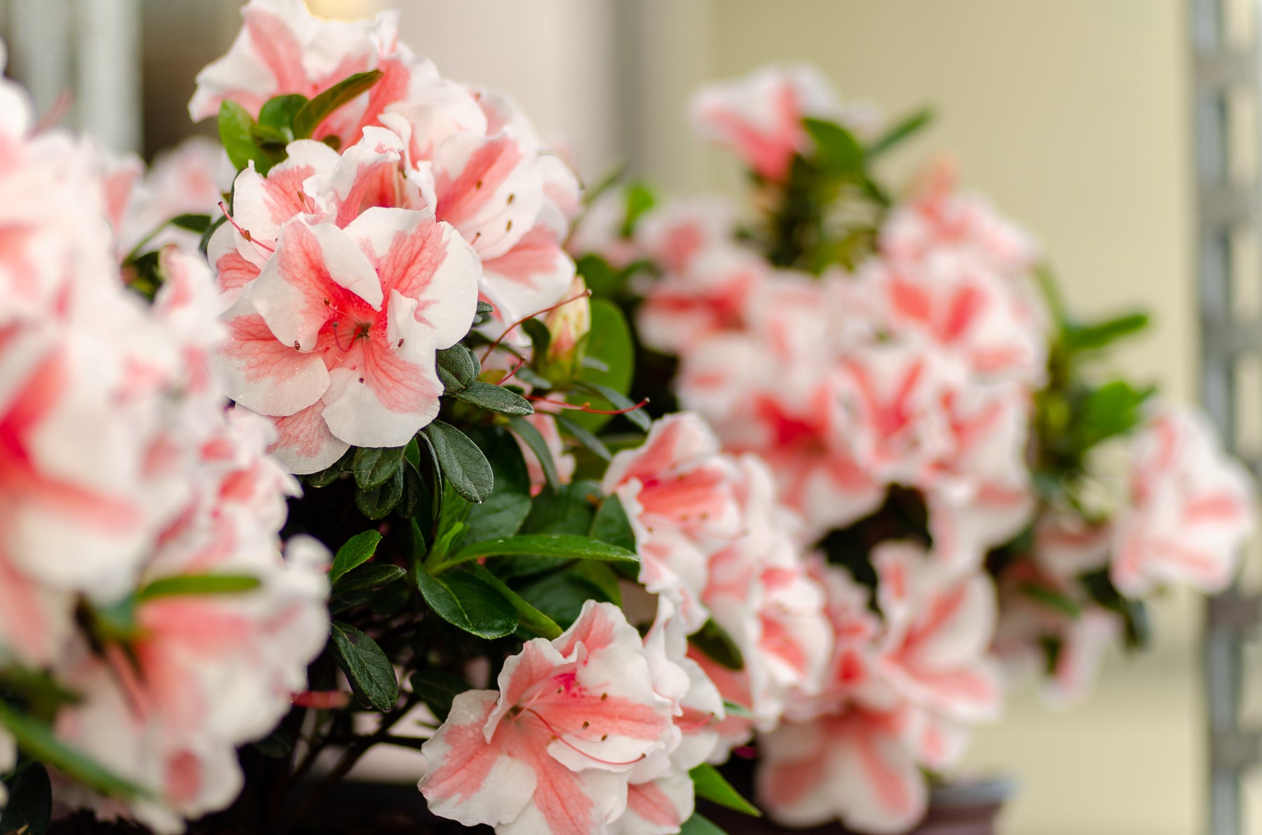 Azaleas for Sale - Buy Azaleas Online | Perfect Plants