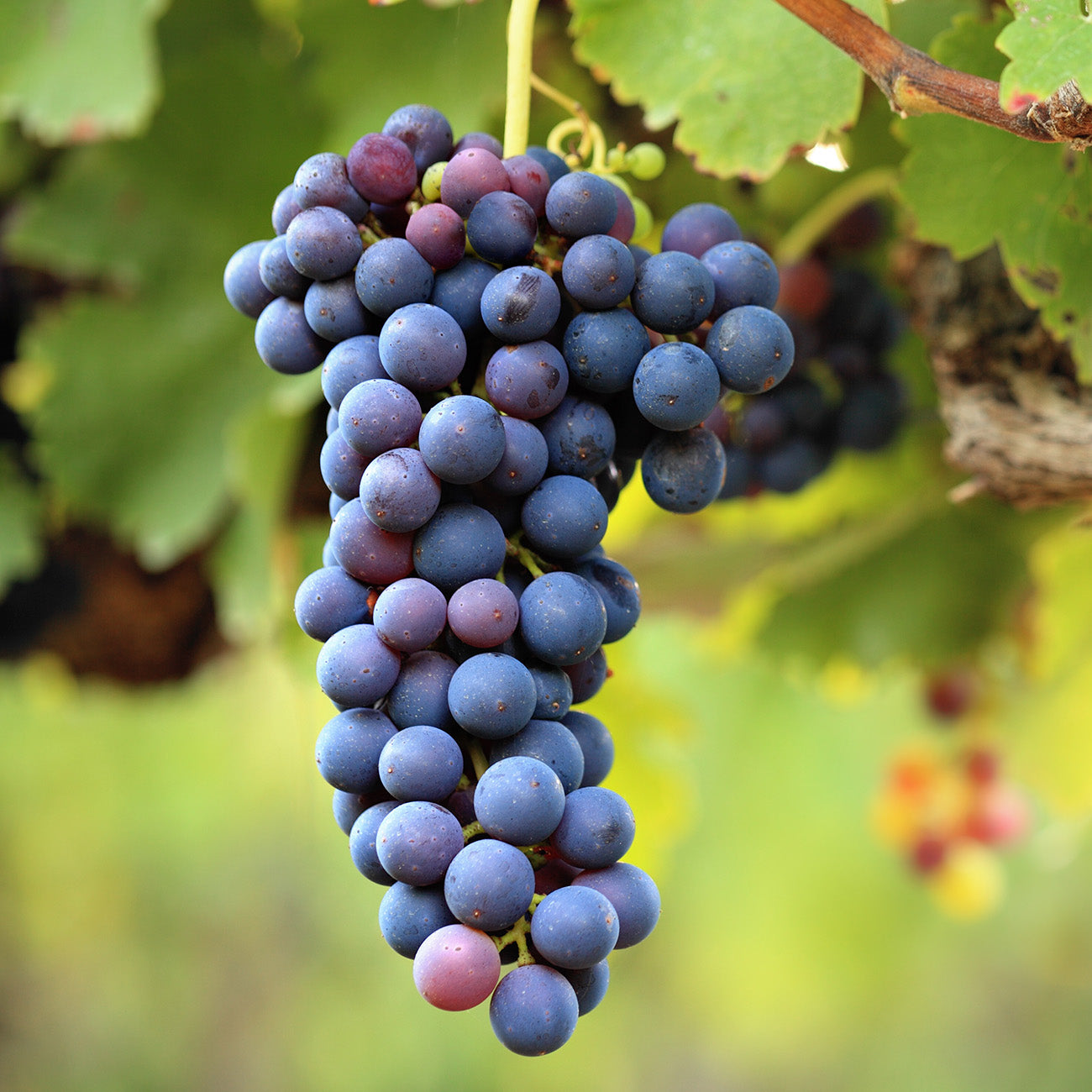 Shop Grape Vines for Sale | Perfect Plants – Tagged "Zone_3"