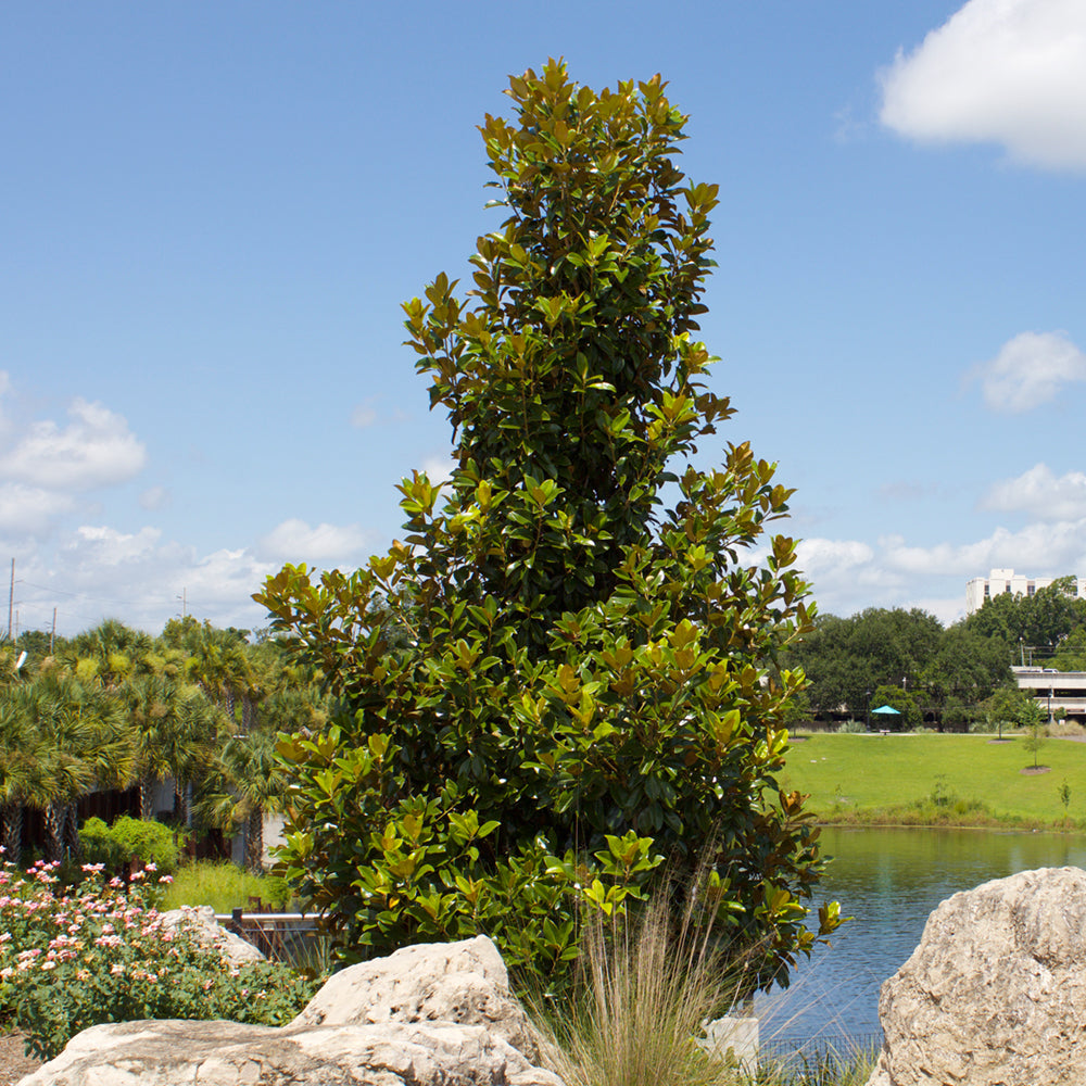 Magnolia Trees for Sale | Perfect Plants