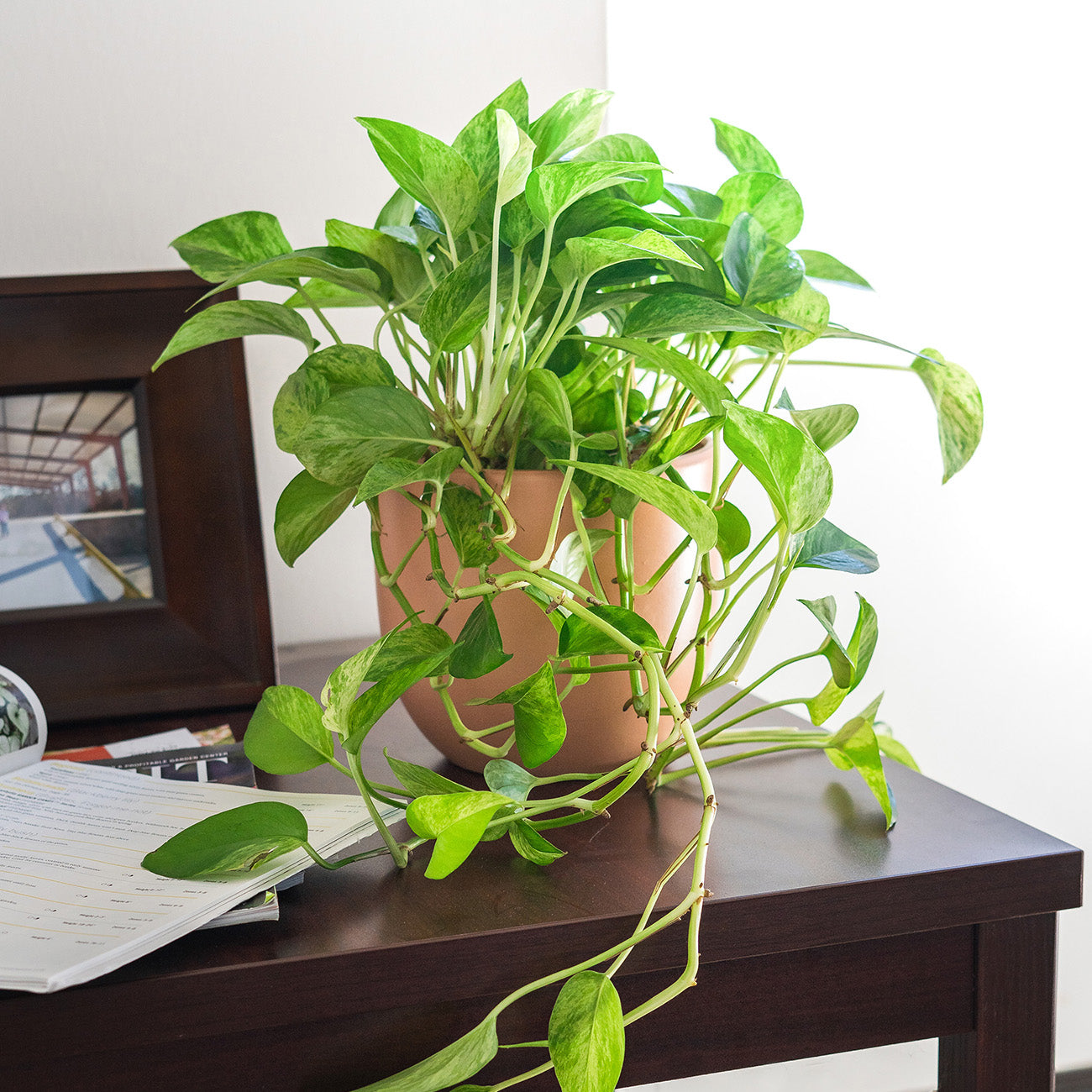 Buy Pothos Plants for Sale | Perfect Plants