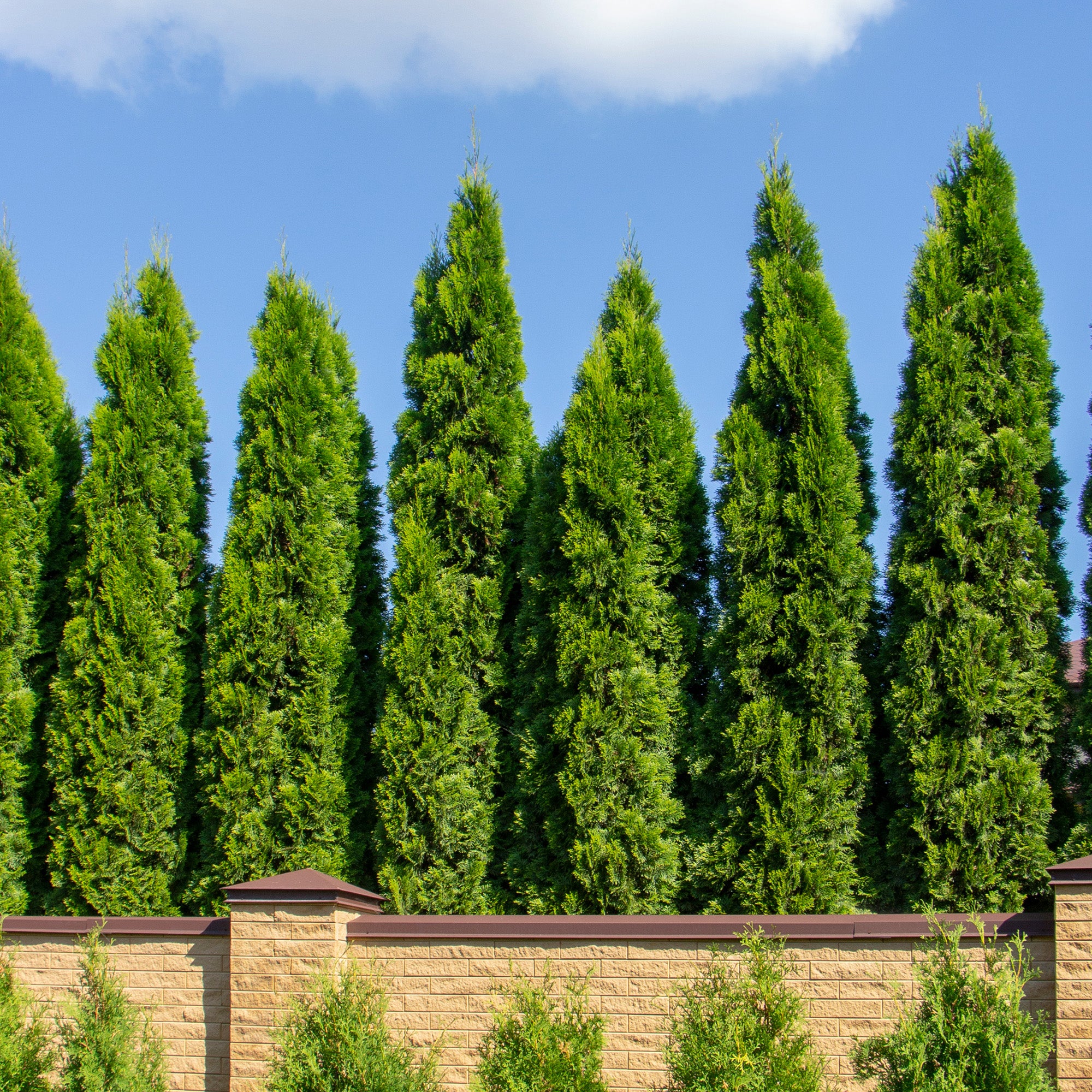 Privacy Trees for Sale | Perfect Plants