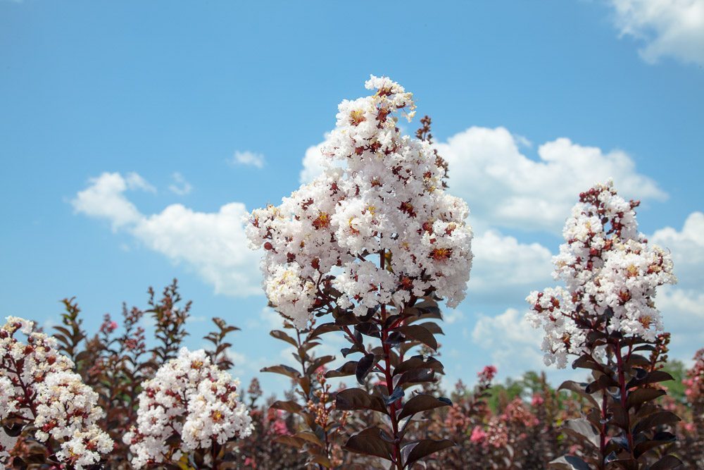 Buy White Trees for Sale | Perfect Plants
