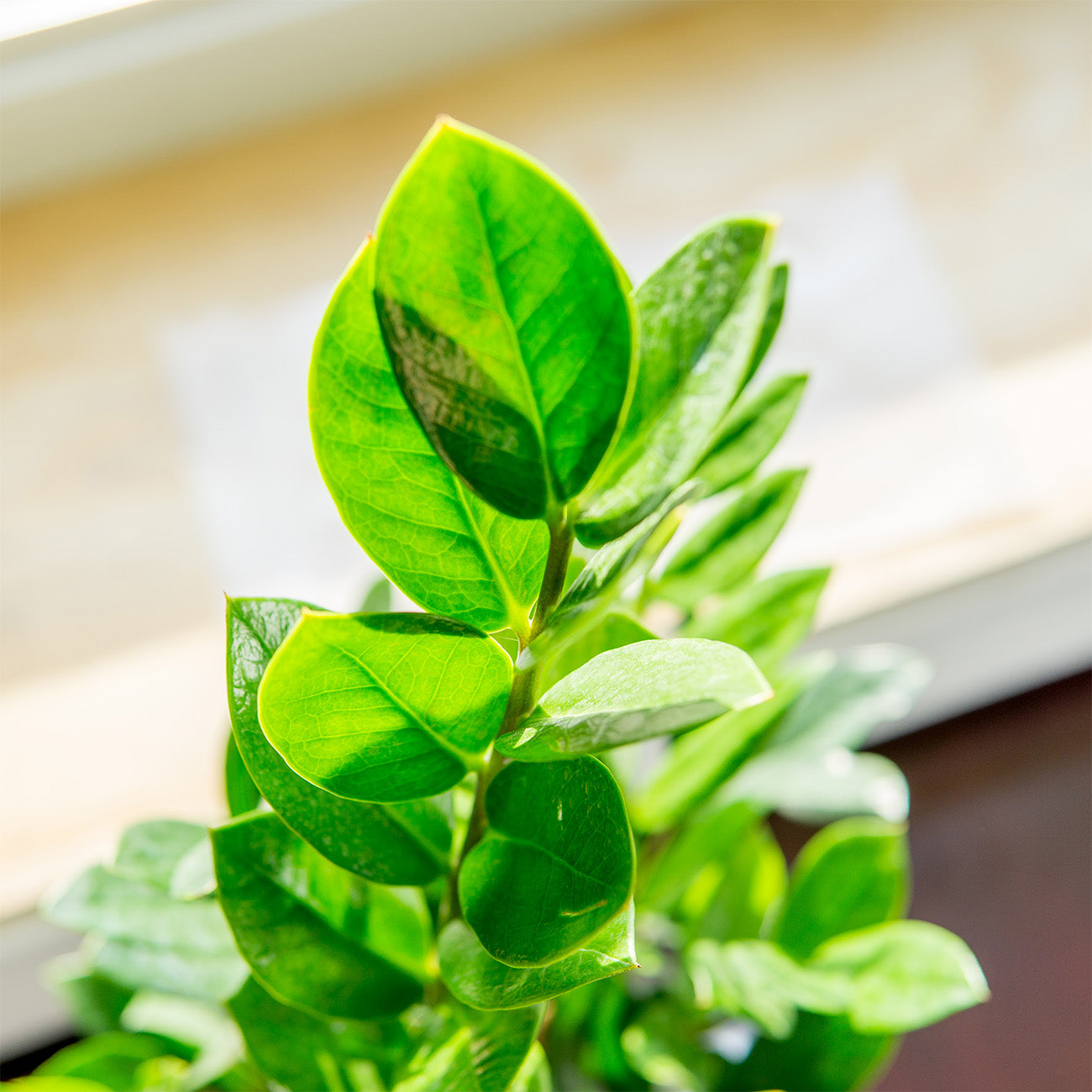 Aroid Plants for Sale | Perfect Plants