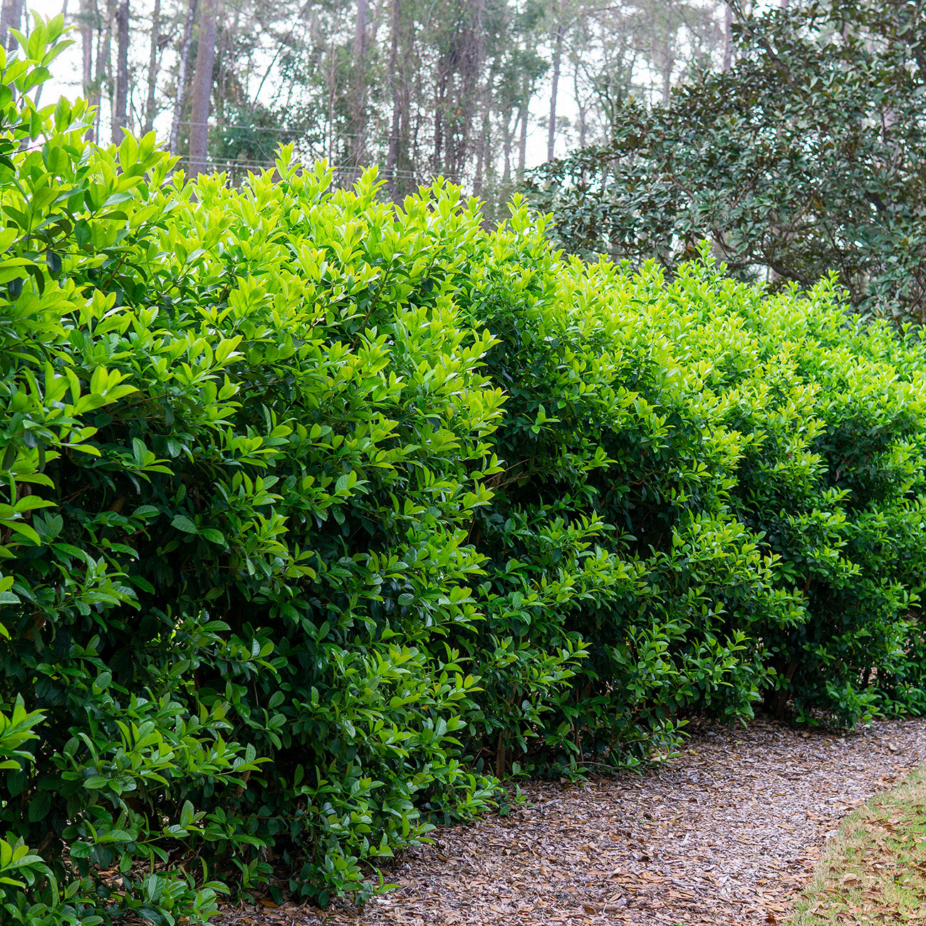 Green Bushes for Sale | Perfect Plants