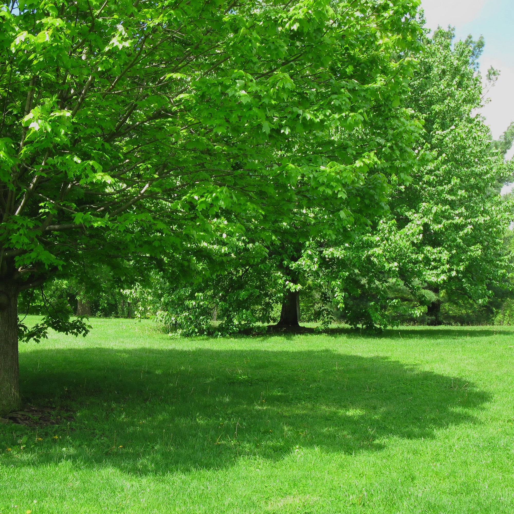 Shade Trees for Sale Online | Perfect Plants