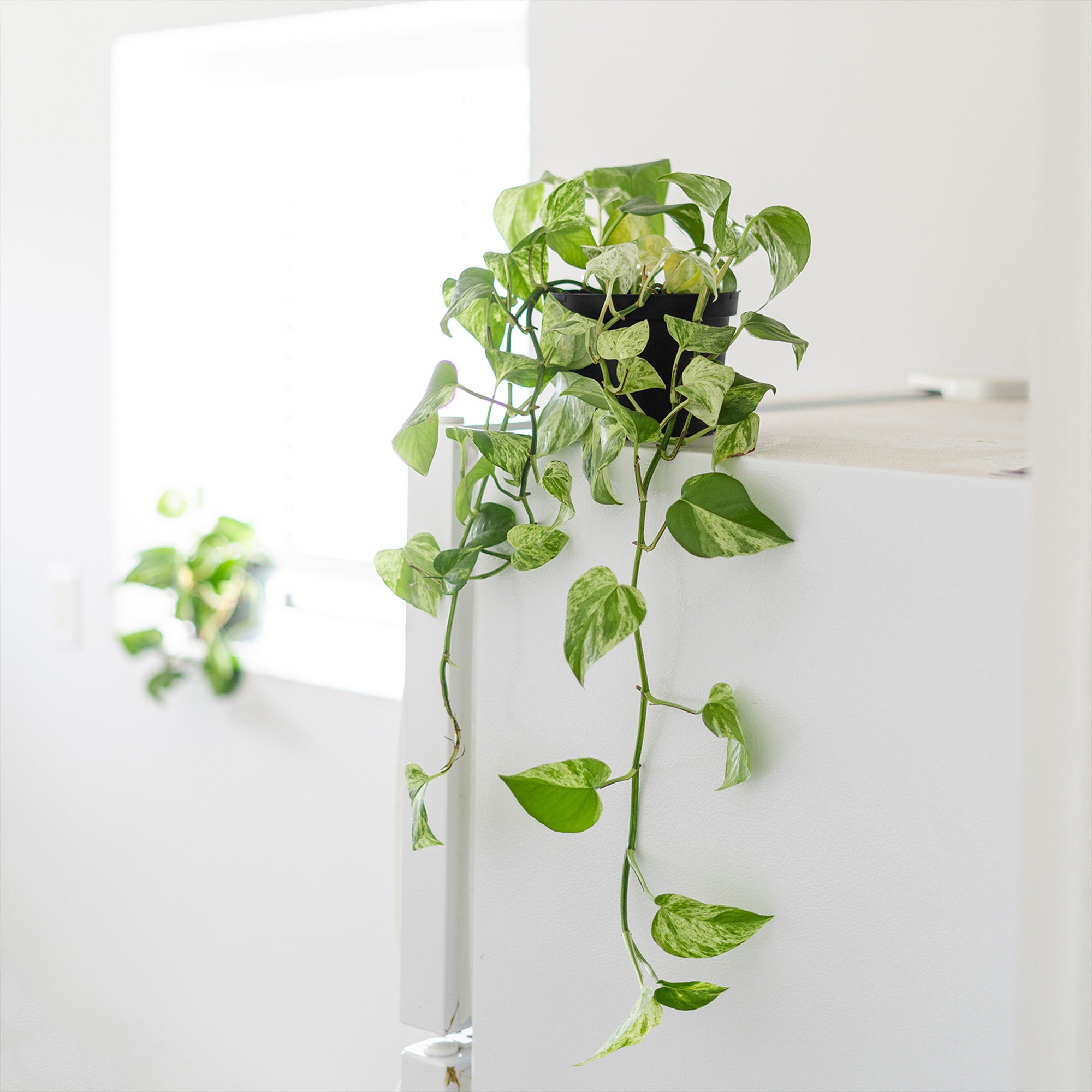 Vining Plants for Sale Online | Perfect Plants