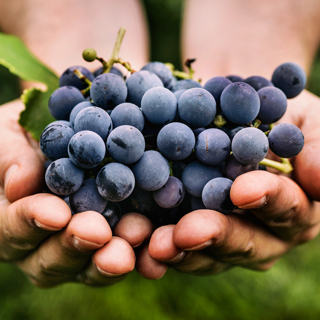 Purple Seedless Grapes
