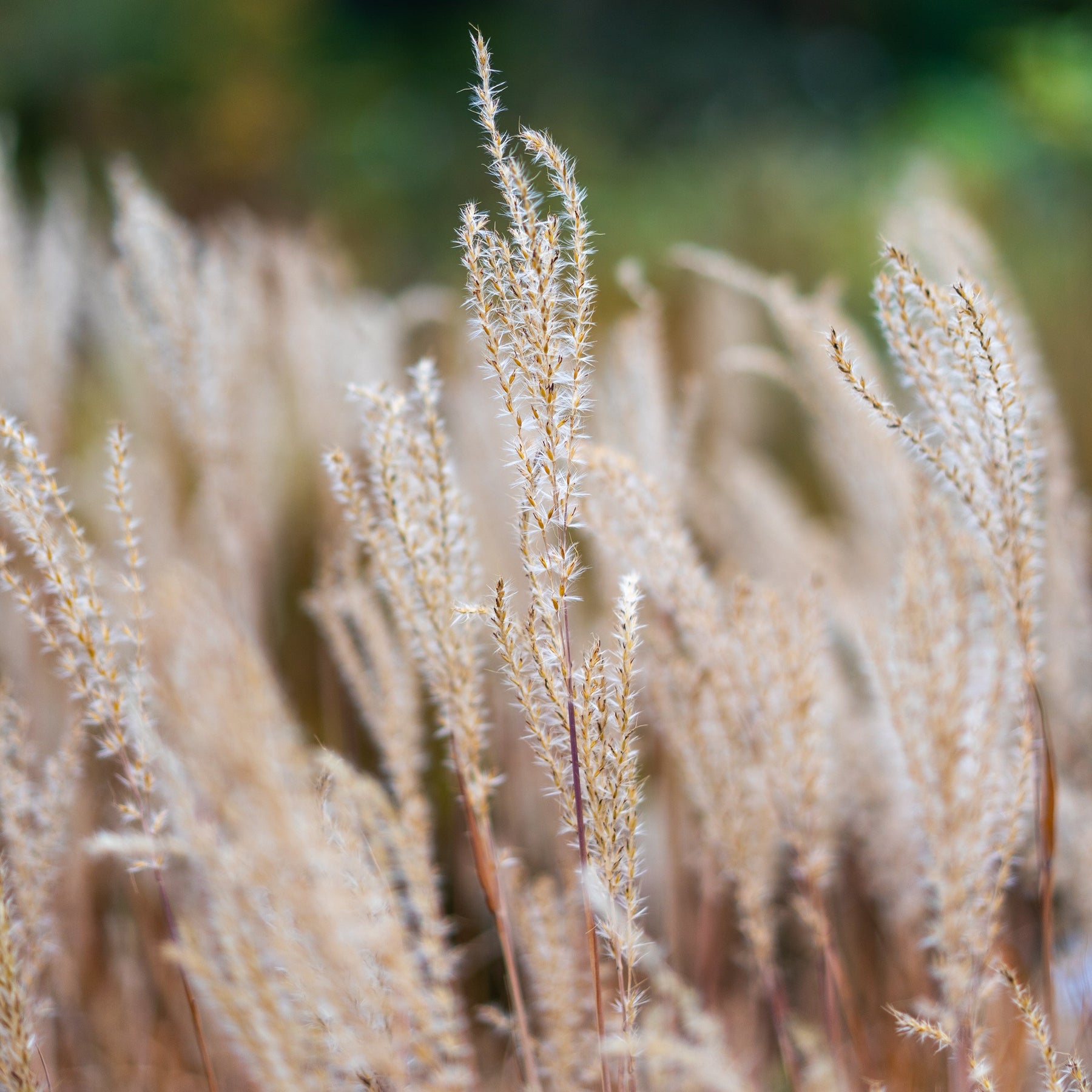 Buy Miscanthus purpurascens | Flame Grass for Sale | Perfect Plants