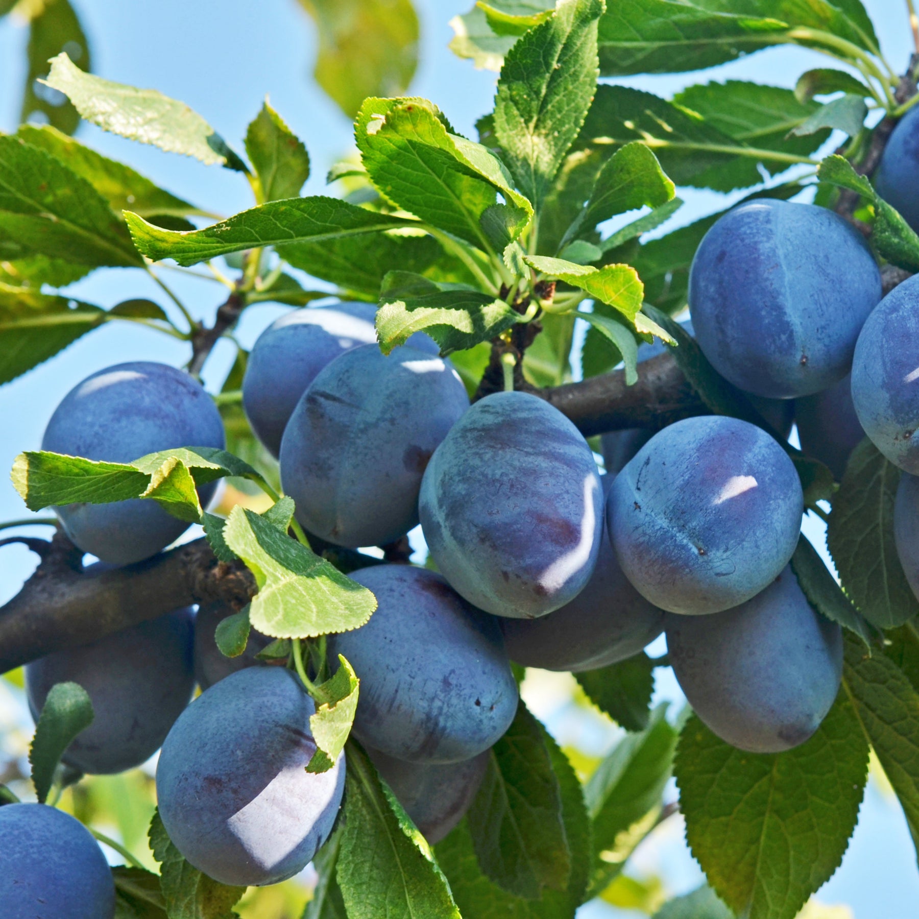 Buy Blue Damson Plum Tree Online | Purple Fruit | Perfect Plants