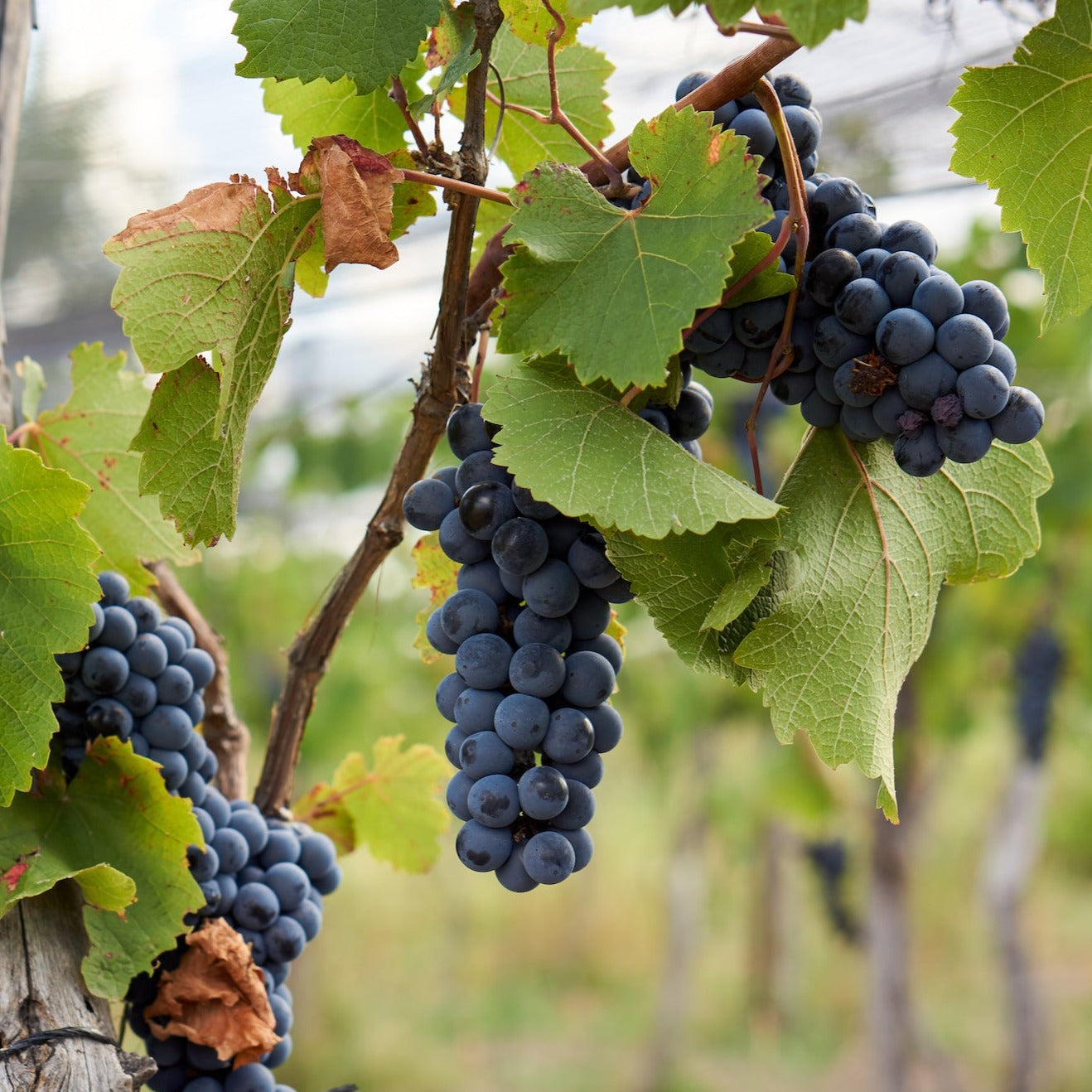 Shop Fredonia Grape Vine for Sale | Perfect Plants