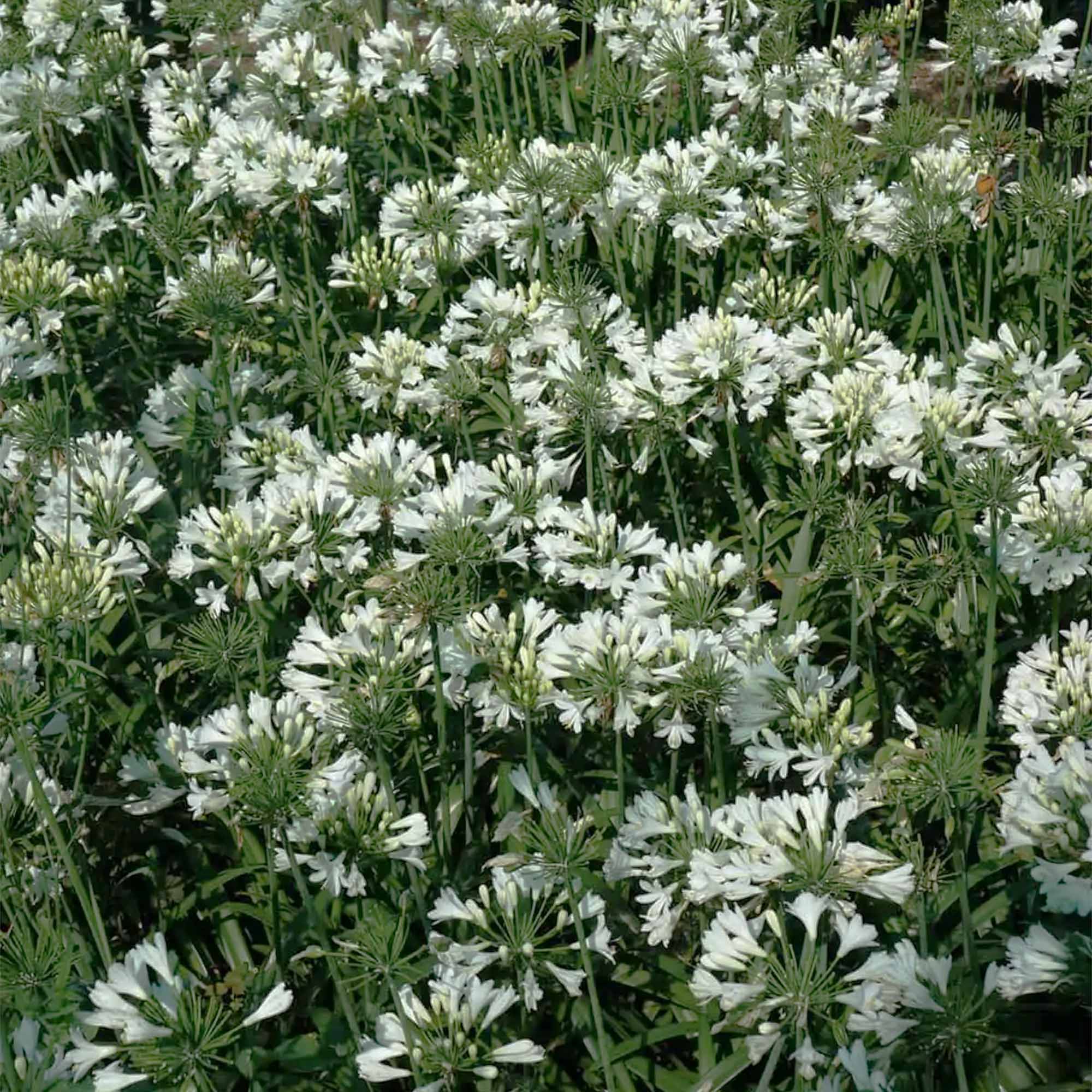 Ever White™ Agapanthus for Sale | Perfect Plants