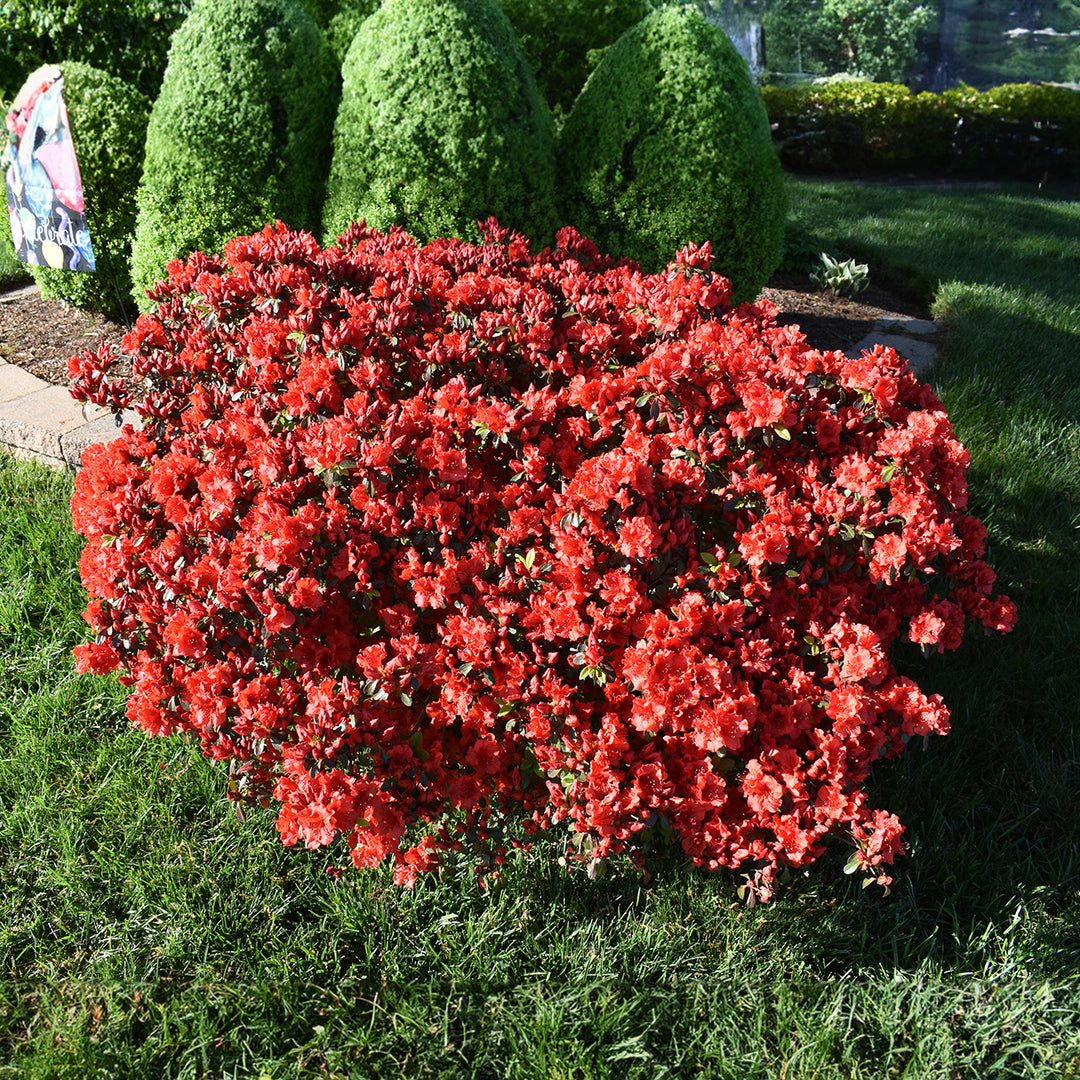 Azalea Shrubs For Landscaping Encore Azaleas: Growing Them In Georgia