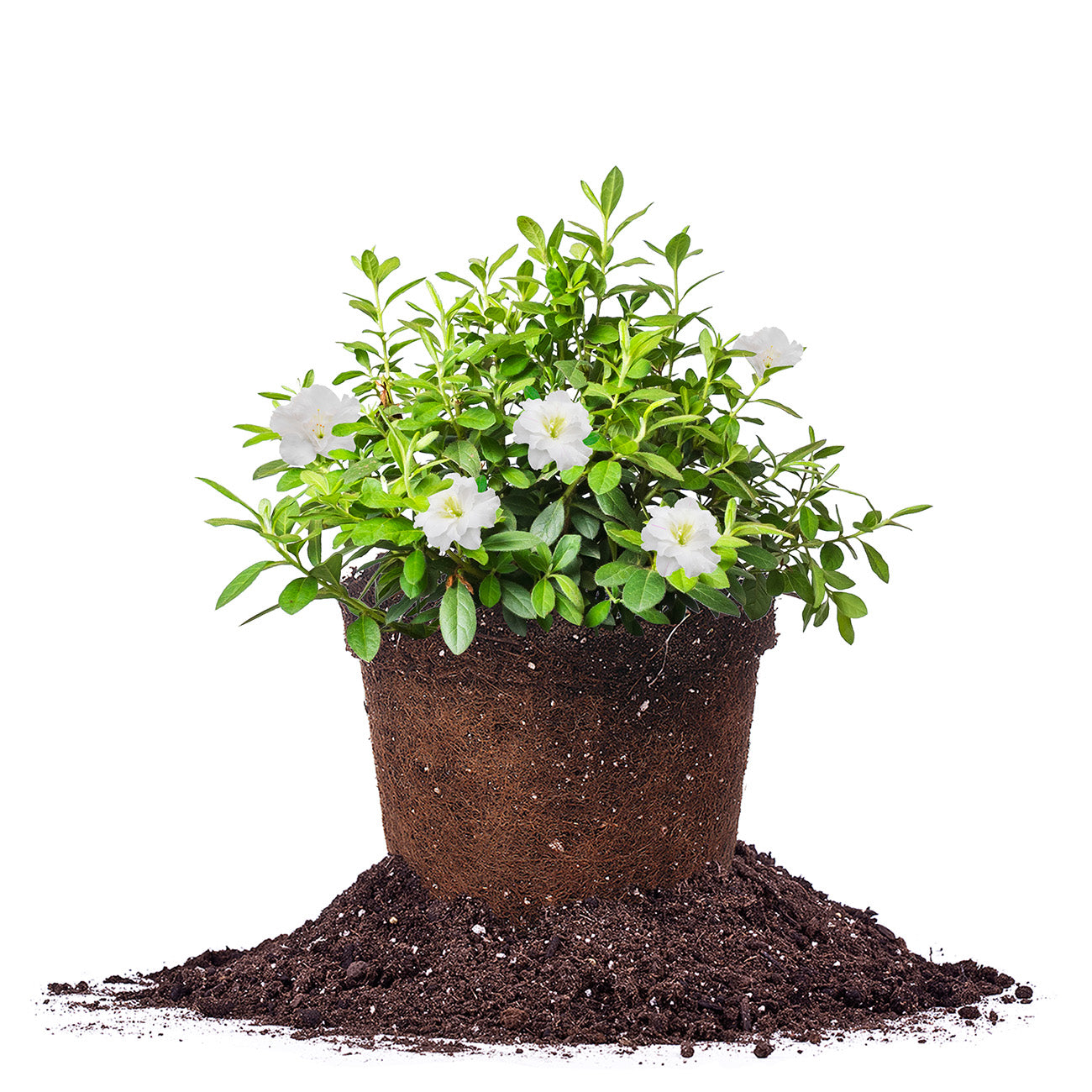 Autumn Lily™ Encore® Azalea for Sale | Buy Encore Azaleas | Perfect Plants