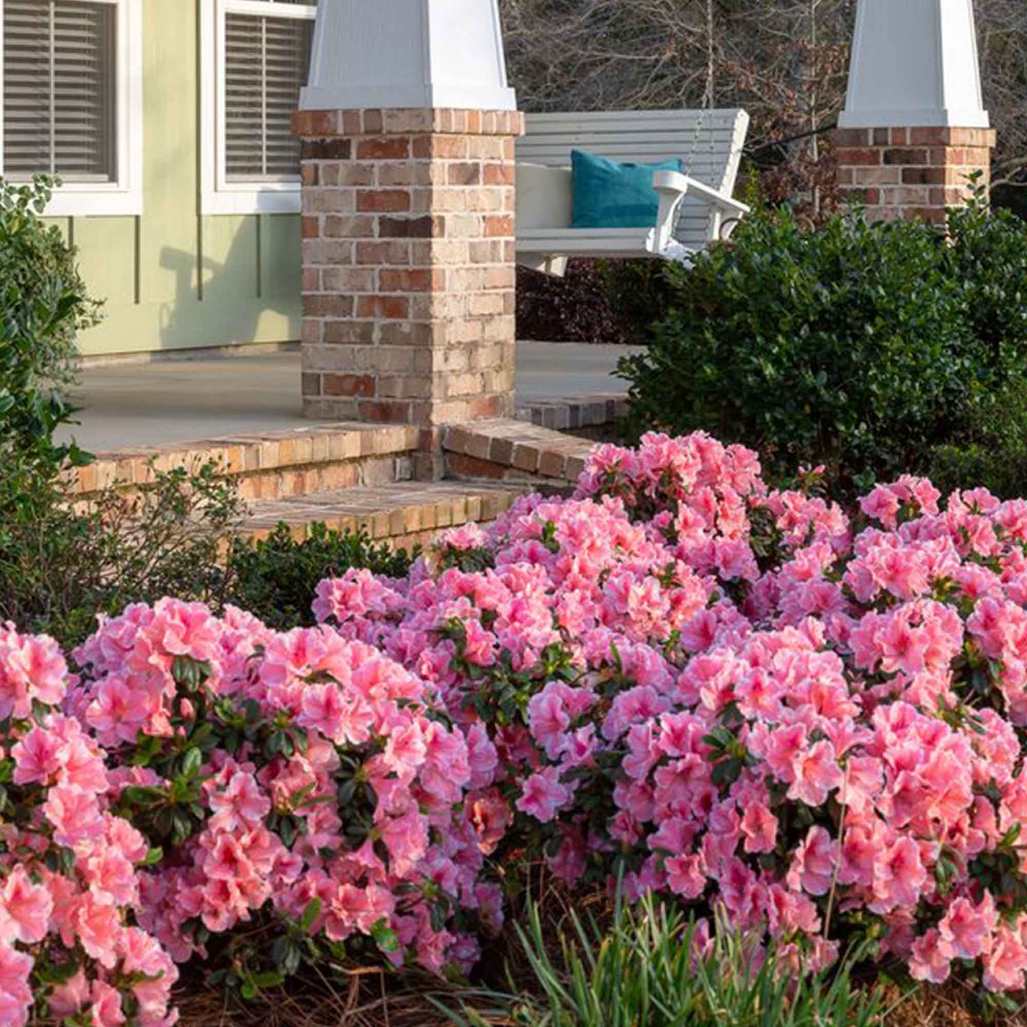 Autumn Sunburst® Encore® Azalea for Sale | Evergreen | Perfect Plants