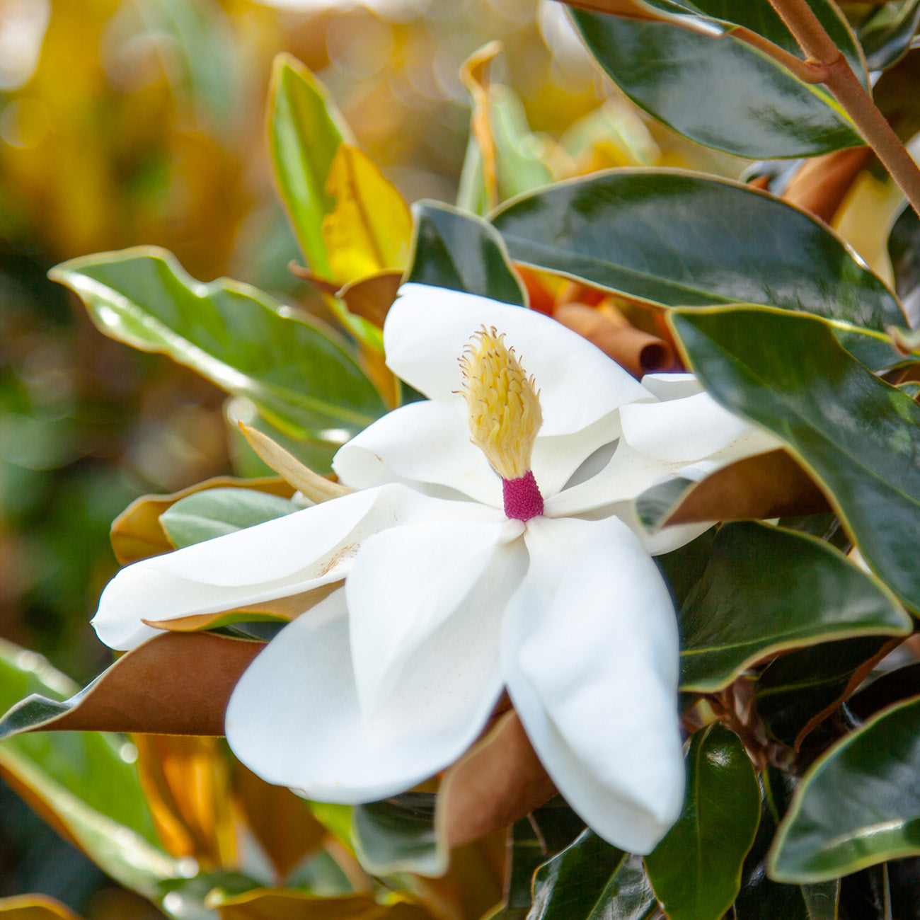 Bracken’s Brown Beauty Magnolia Tree | Large Evergreen | Perfect Plants