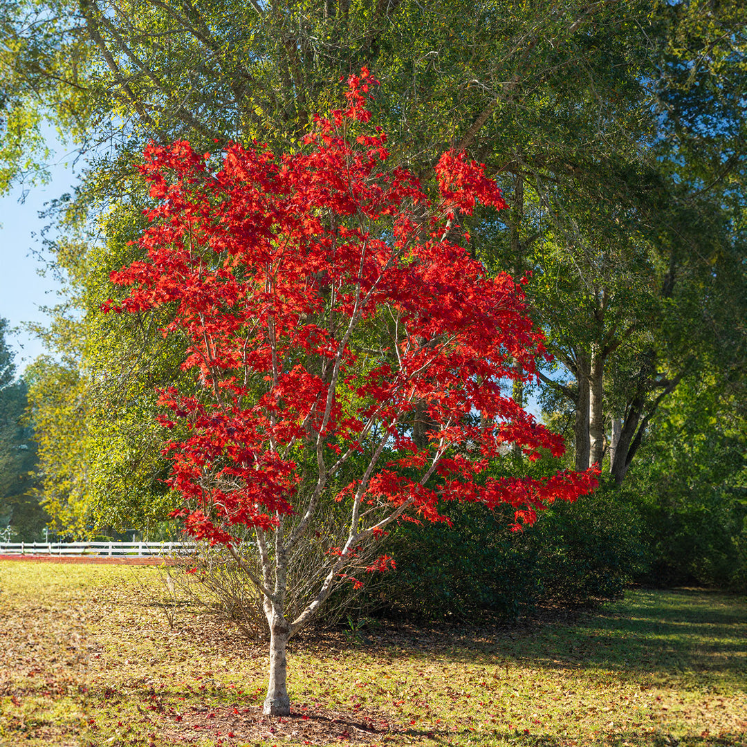 Bloodgood Japanese Maple Tree Acer Palmatum 'Bloodgood' | Red Japanese