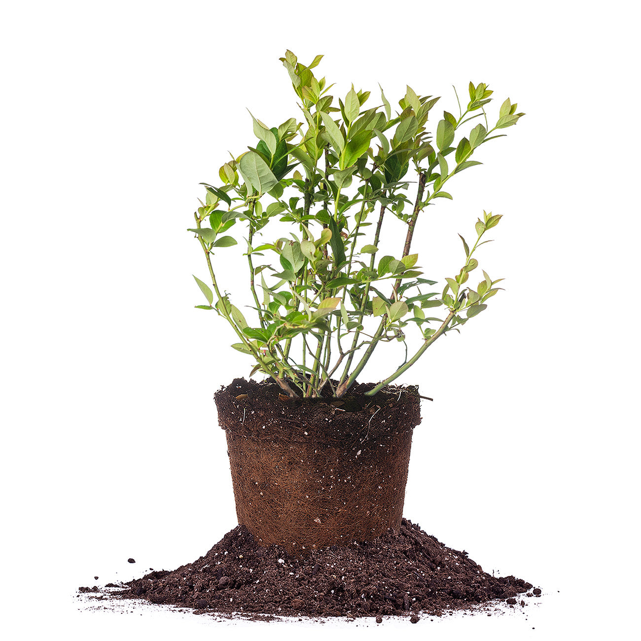 Buy Blueberry Elliot Northern Highbush | Perfect Plants