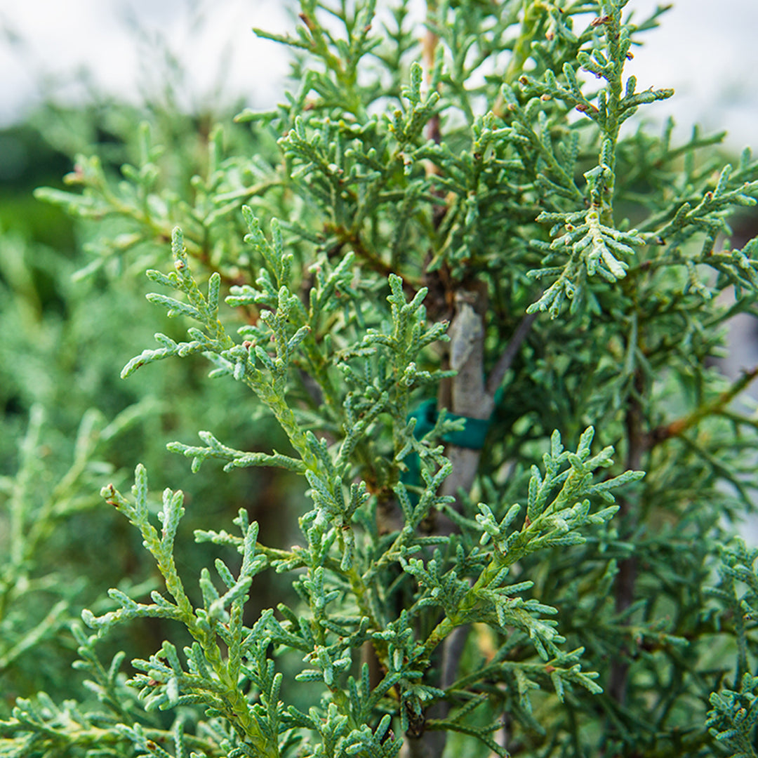Carolina Cedar Tree Identification