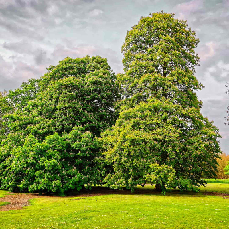 Hybrid American Chestnut Trees for Sale | Blight Resistant