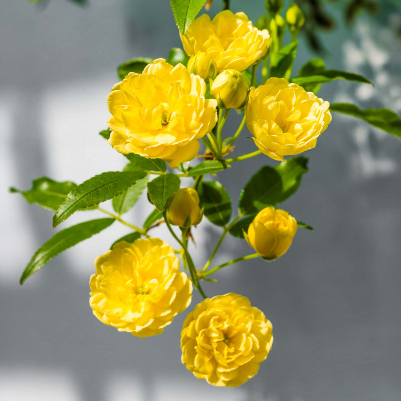 Lady Banks Rose for Sale | Yellow Climbing Rose | Perfect Plants
