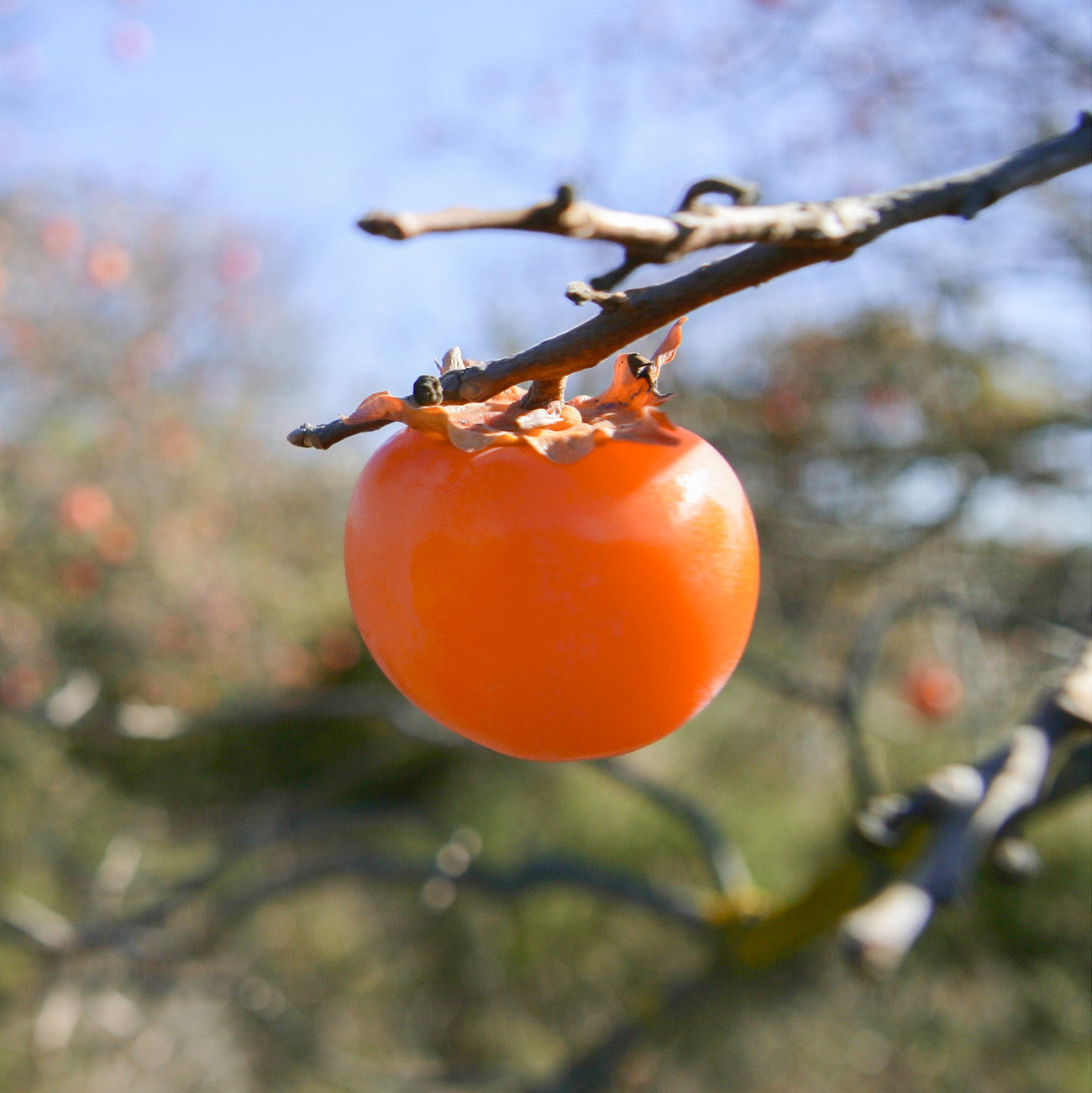 Buy Deer Candy Persimmon Tree for Sale | Perfect Plants