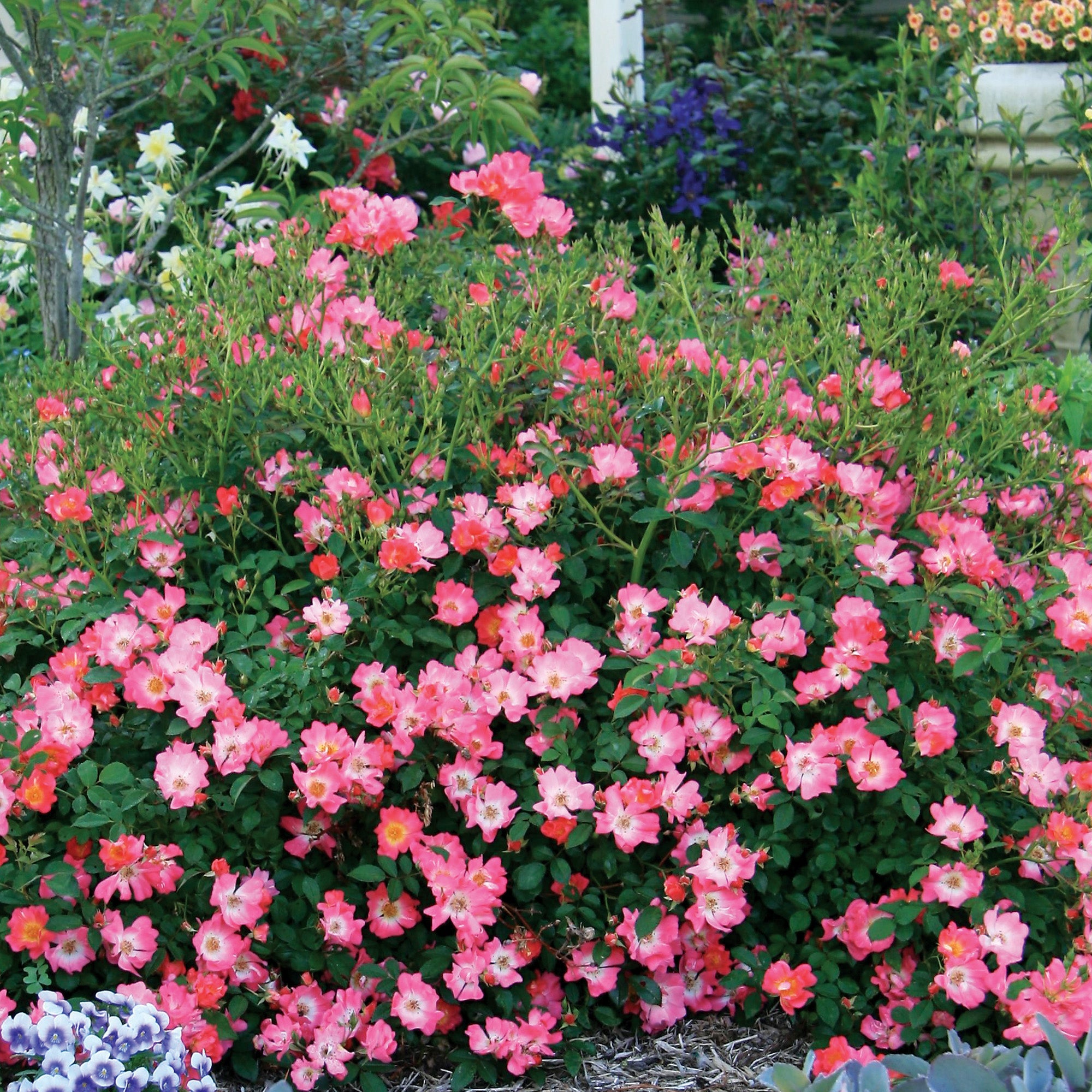 Buy Pink Drift® Rose Bush | Re-blooming Flowers | Perfect Plants