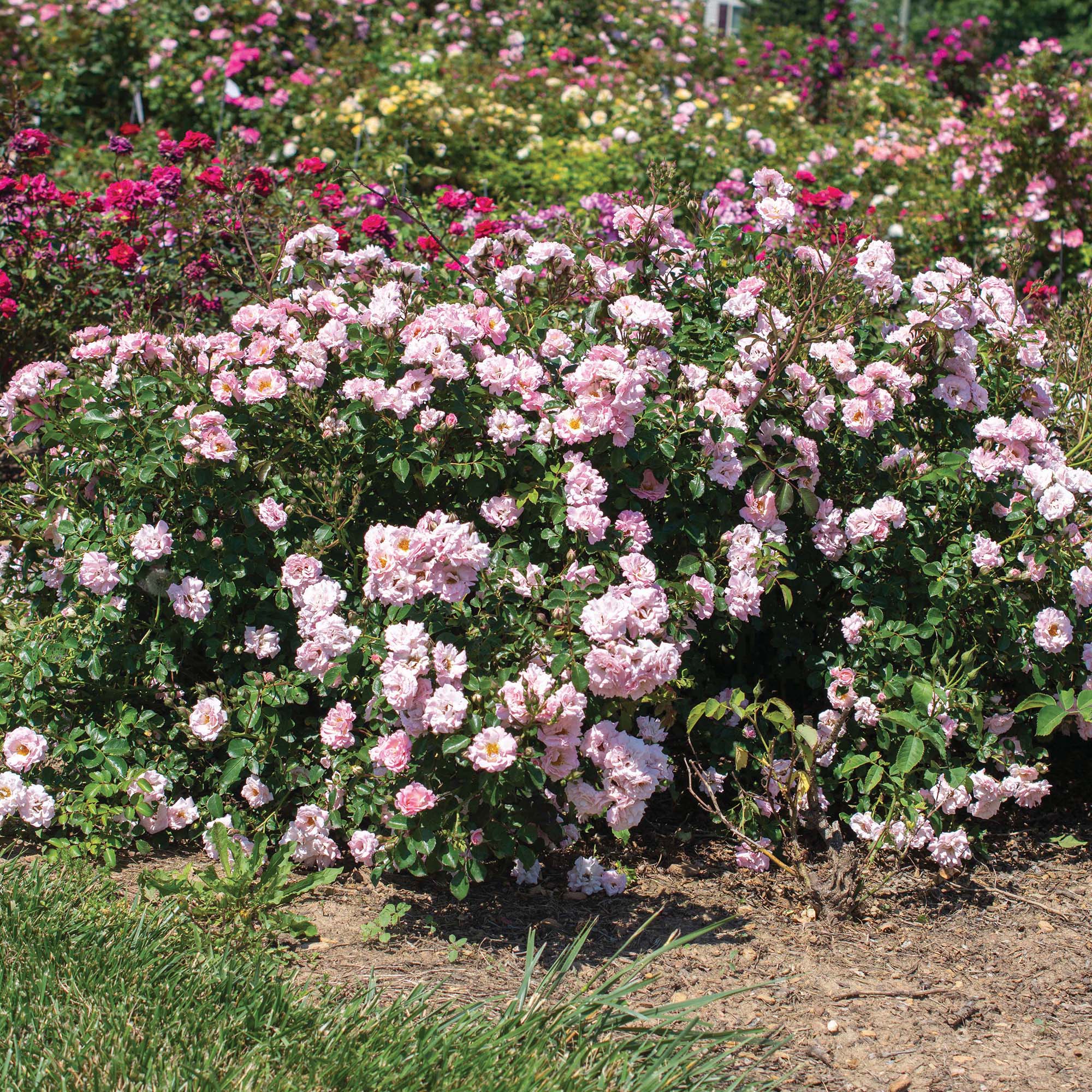 Buy Blushing Drift® Rose Bush for Sale Online | Perfect Plants