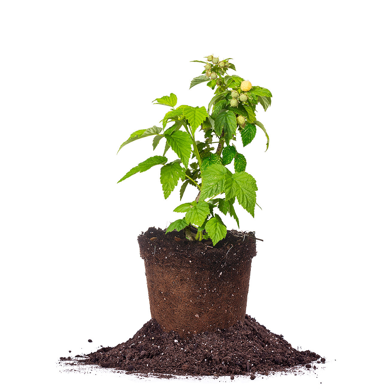 Buy Fall Gold Raspberry Plants for Sale | Perfect Plants