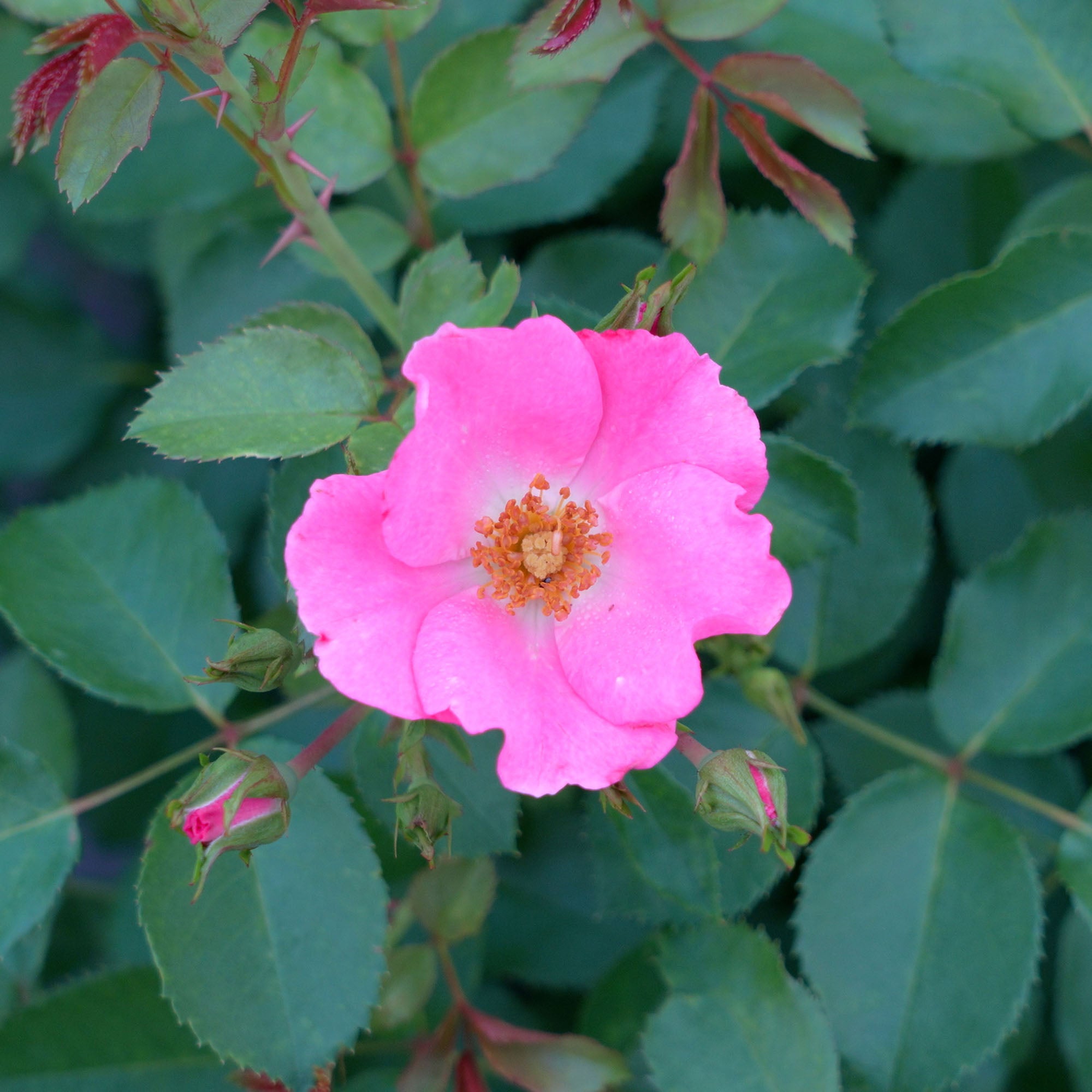 Buy Friendly® Pink Rose Bush for Sale | Perfect Plants