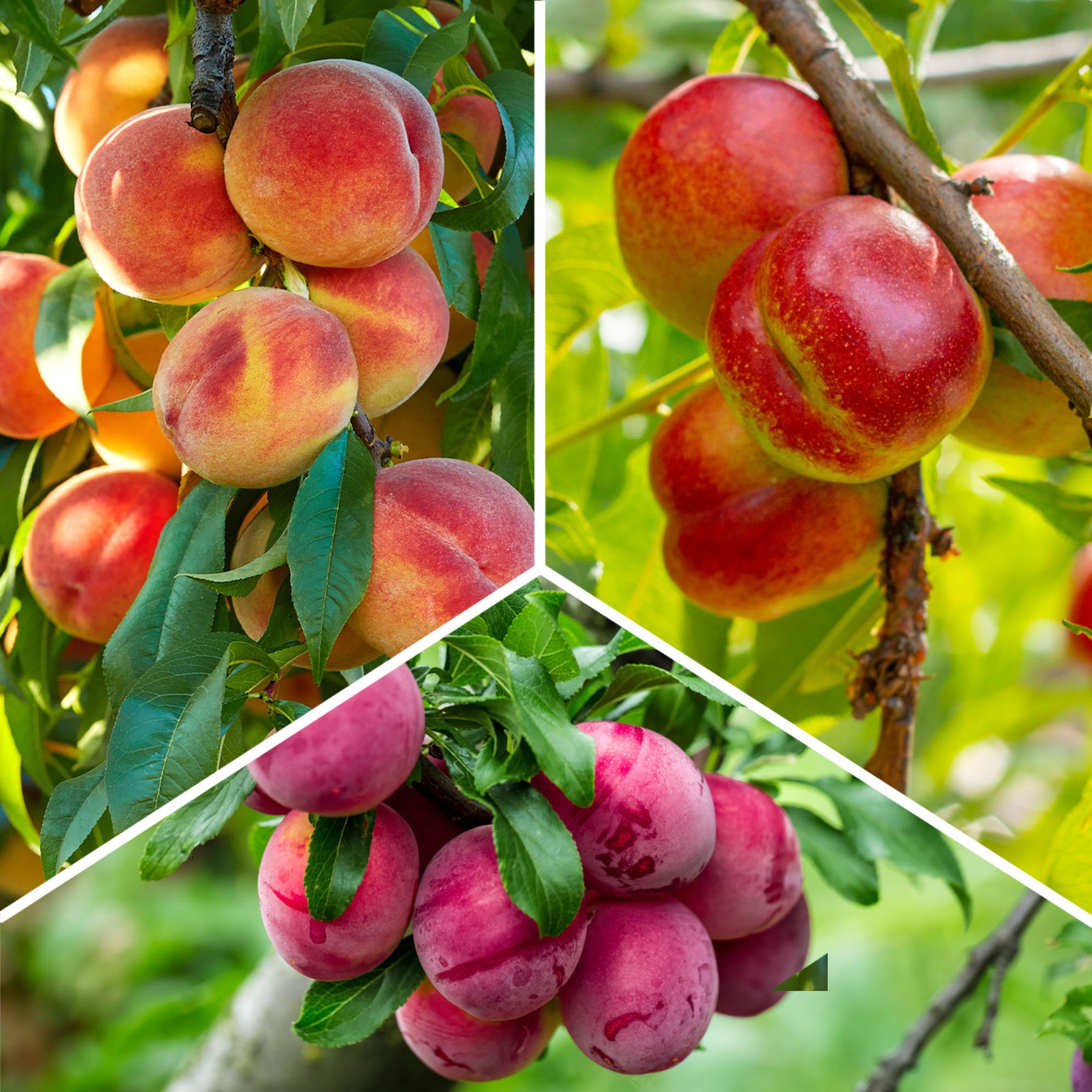 Buy Fruit Cocktail Tree for Sale | Peach, Plum, Nectarine | Perfect Plants