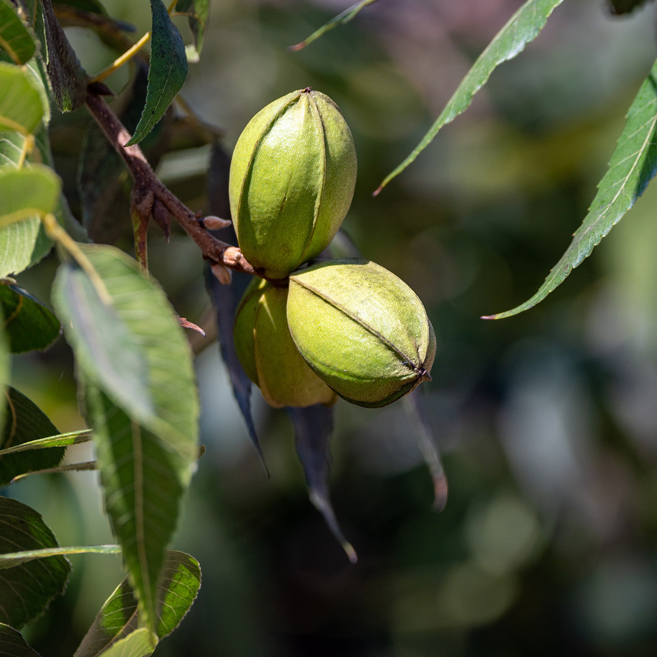 Gafford Pecan Tree for Sale | Buy Pecan Trees Online | Perfect Plants