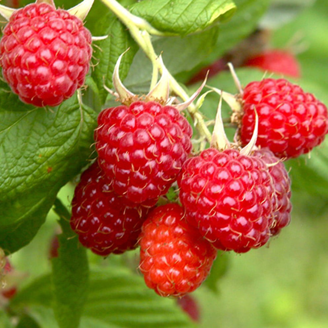 Glencoe Thornless Raspberry Bush for Sale | Perfect Plants