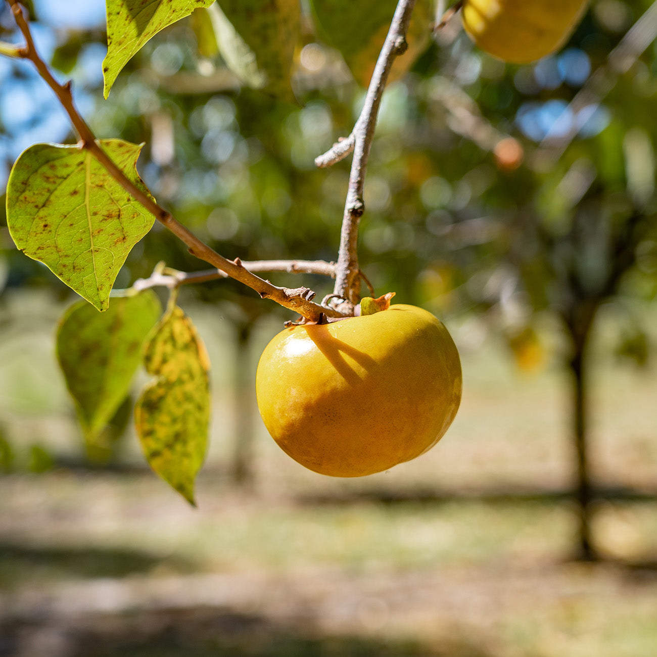 Great Wall Persimmon Tree for Sale | Buy Persimmon Trees | Perfect Plants