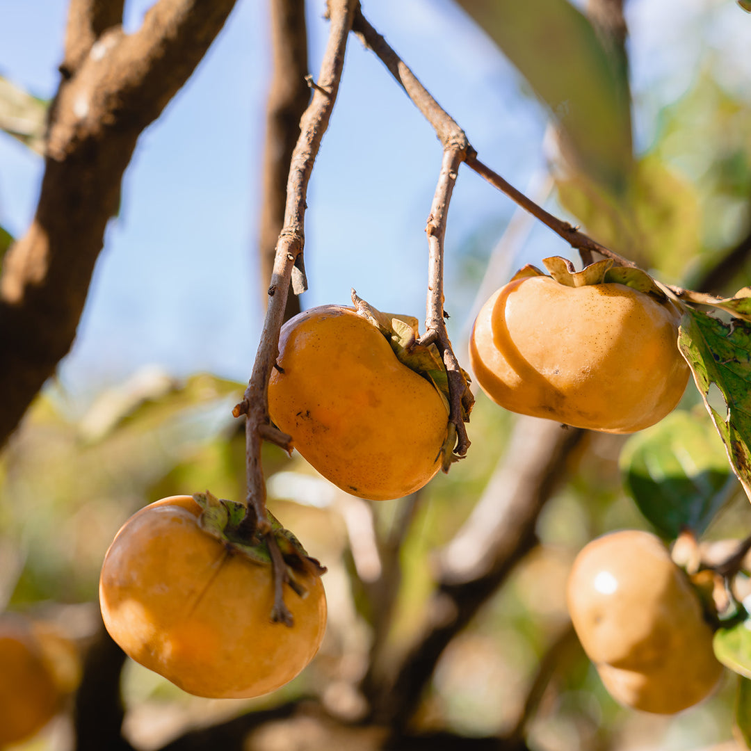 Dwarf Fuyu Persimmon Tree Fuyu Persimmon Sweet, Non Astringent Fruit