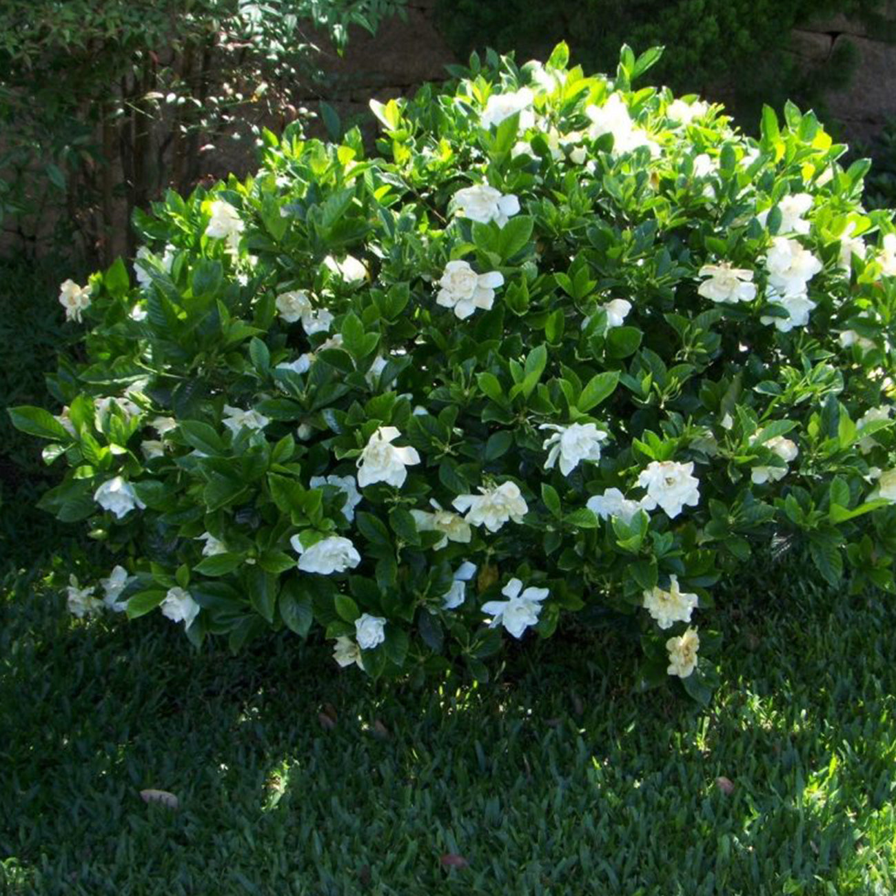 August Beauty Gardenia | Perfect Plants