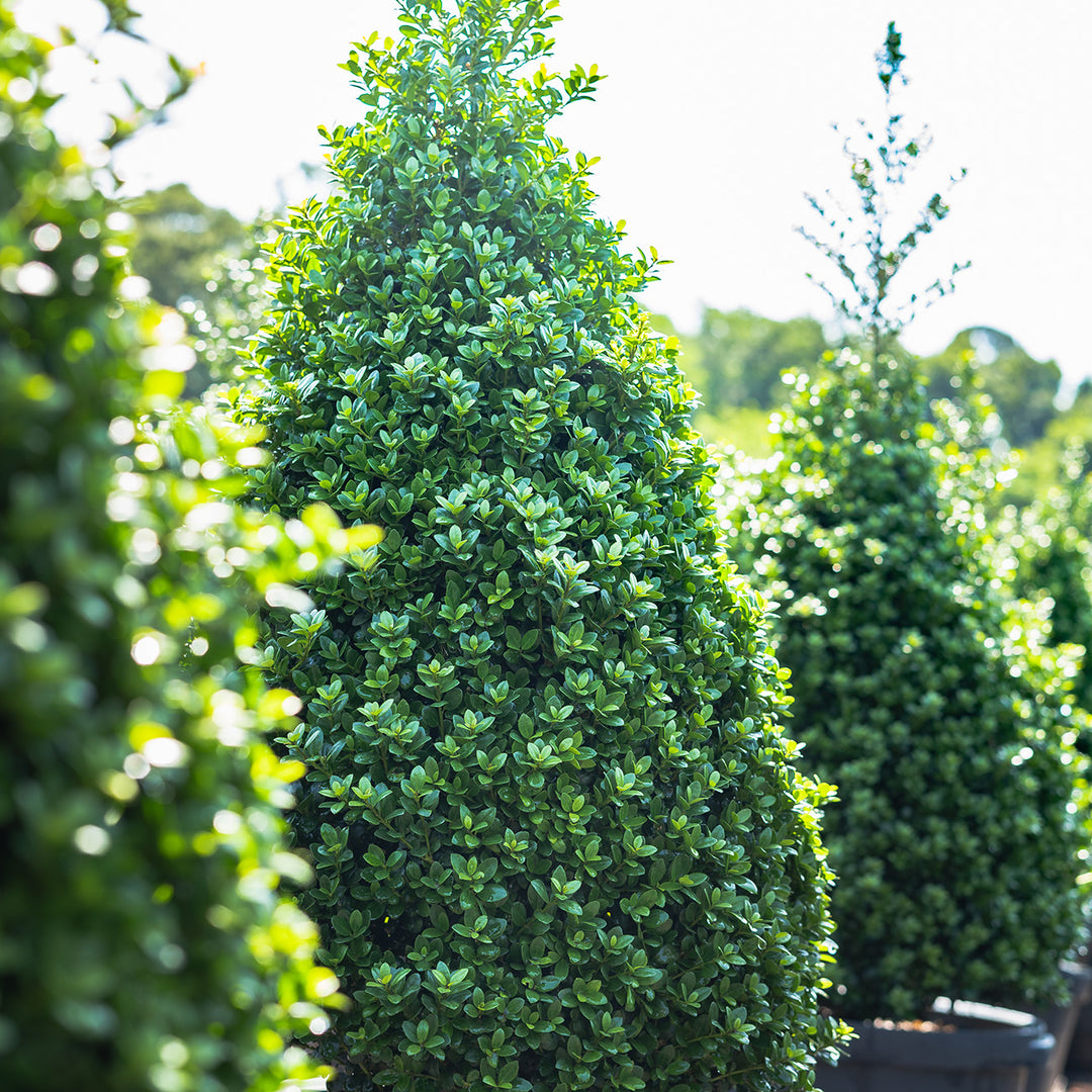 Holly Trees For Landscaping