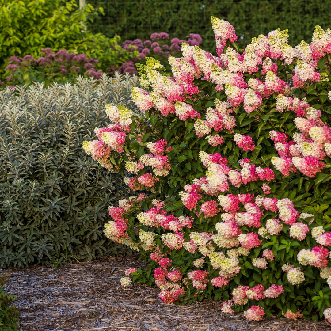 Buy Berry White Hydrangea Tree for Sale Perfect Plants