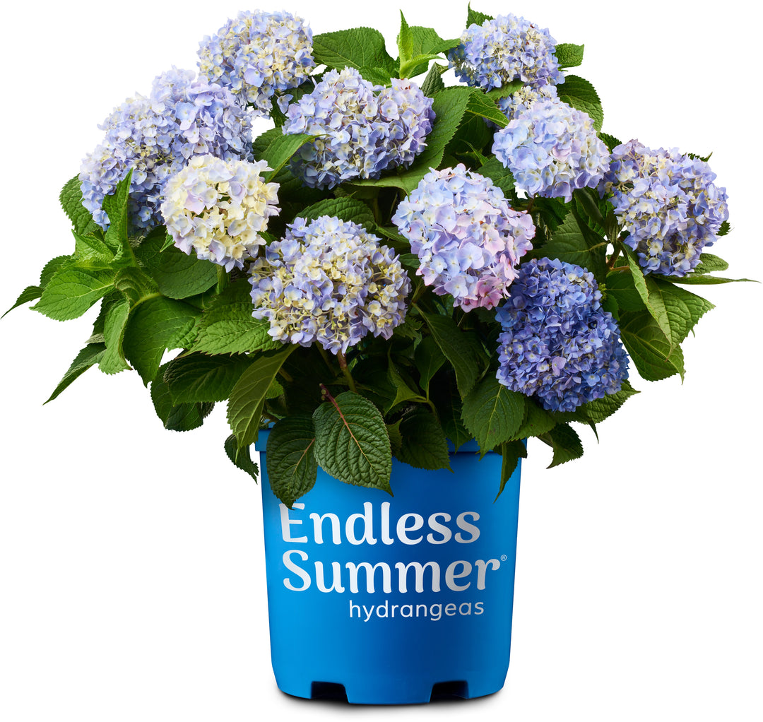 Endless Summer Hydrangea In Winter Endless Summer® The Original