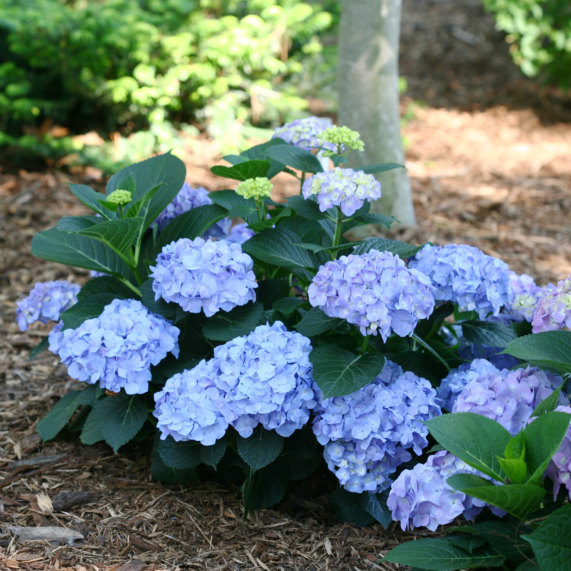 Buy Let’s Dance® Blue Jangles® Hydrangea for Sale | Perfect Plants