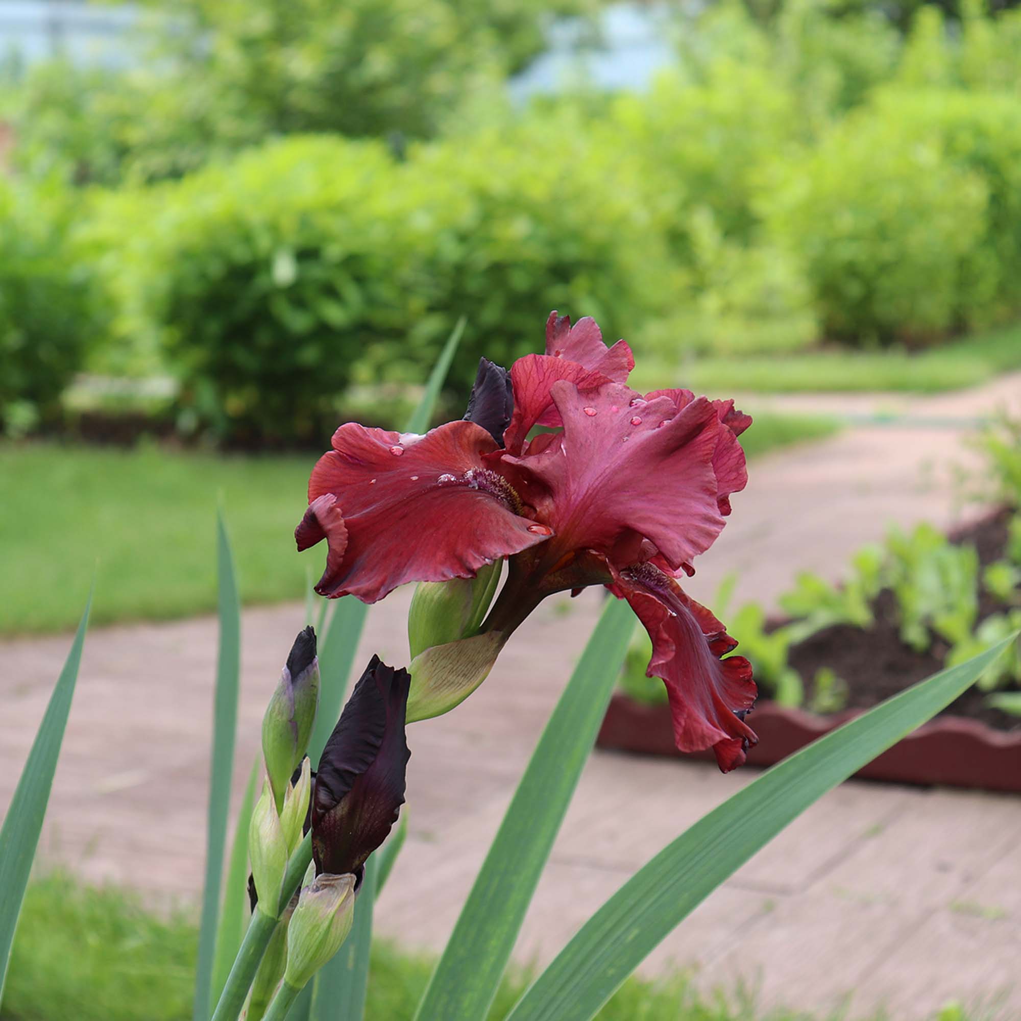 Buy Louisiana Iris Red Velvet Elvis for Sale | Perfect Plants