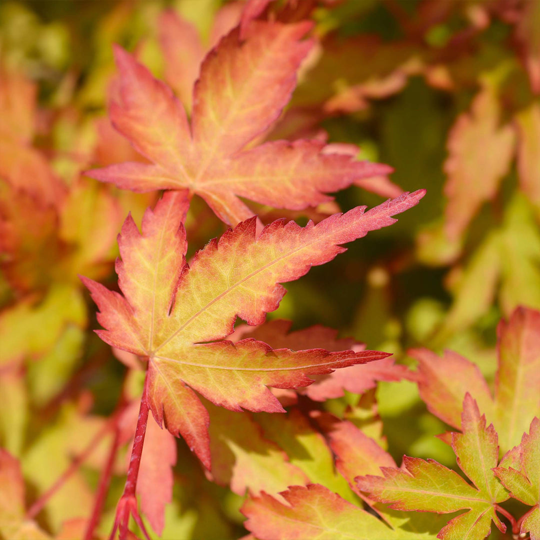 San Gaku Japanese Maple Image Of Gold Maple Japanese Sango Kaku