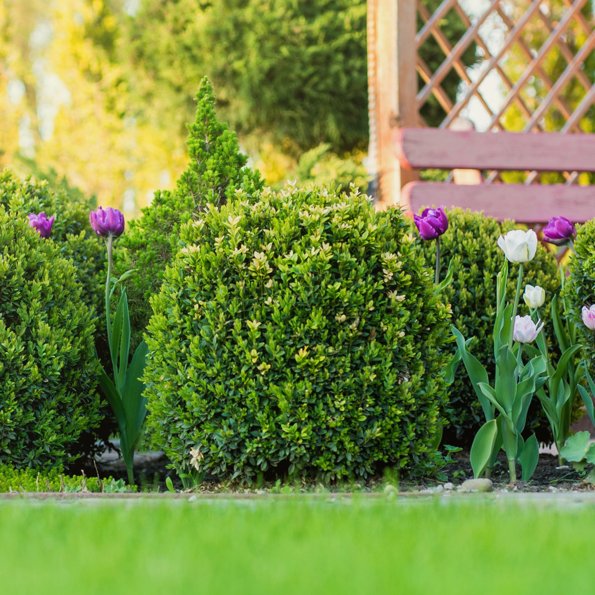 Japanese Boxwood Landscape Design Japanese Boxwood | Hedges | Moon